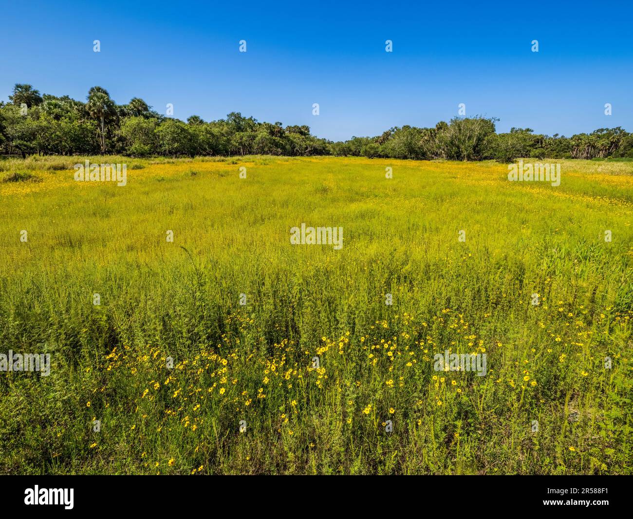 Coreopsis commonly known as Tickseed the Florida state wildflower in ...