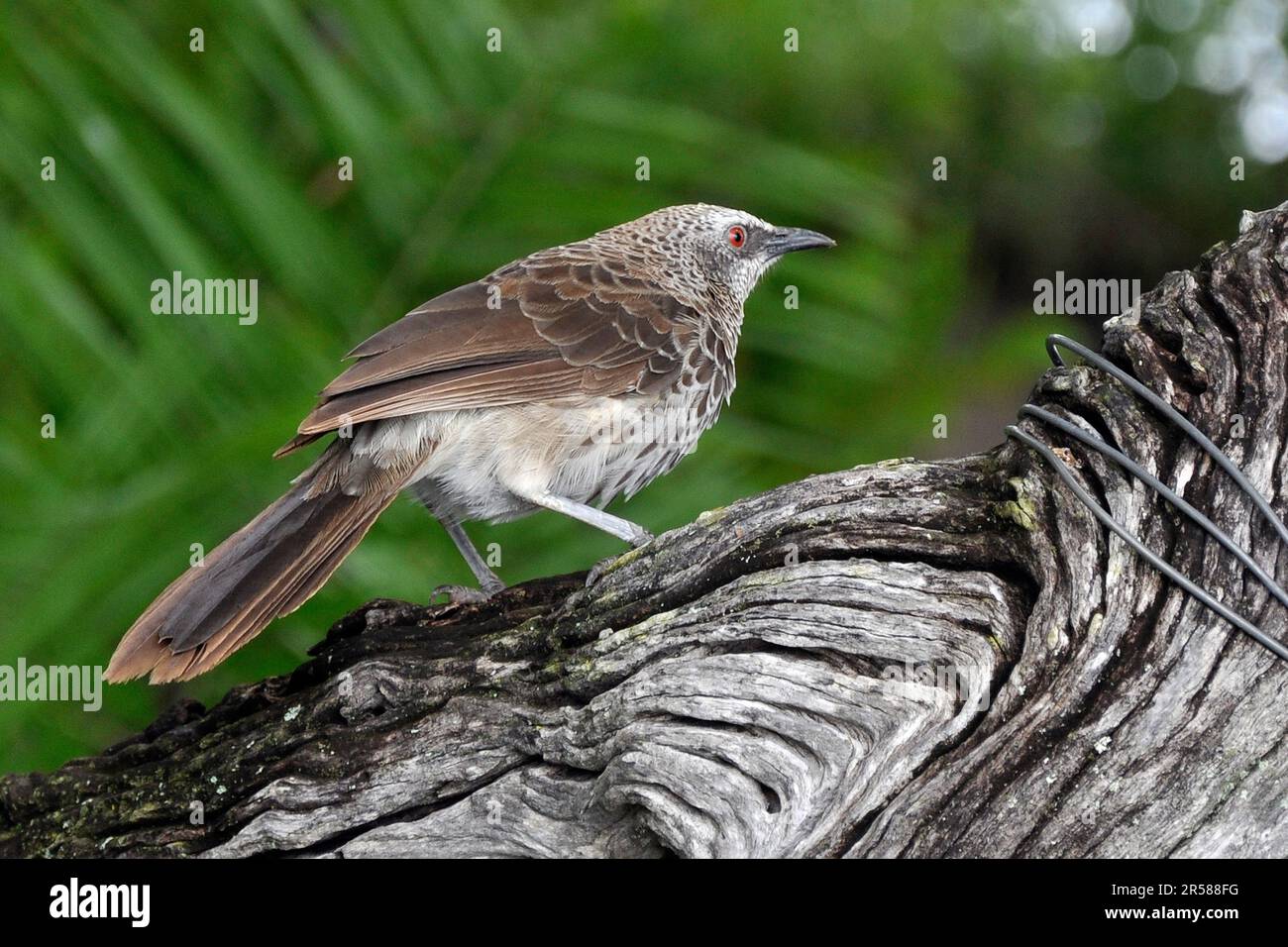 Delta bird hi-res stock photography and images - Alamy