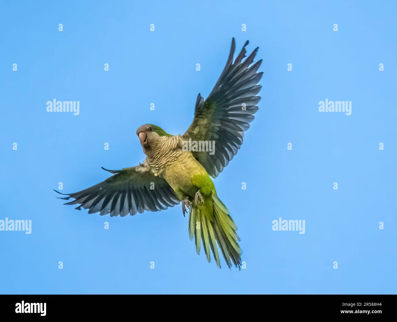 Wild Monk Parakeet flying overhead in Southwest Florida USA Stock Photo ...