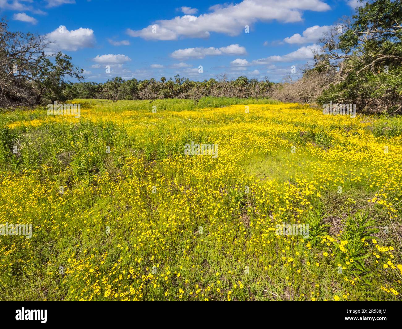 Coreopsis commonly known as Tickseed the Florida state wildflower in ...