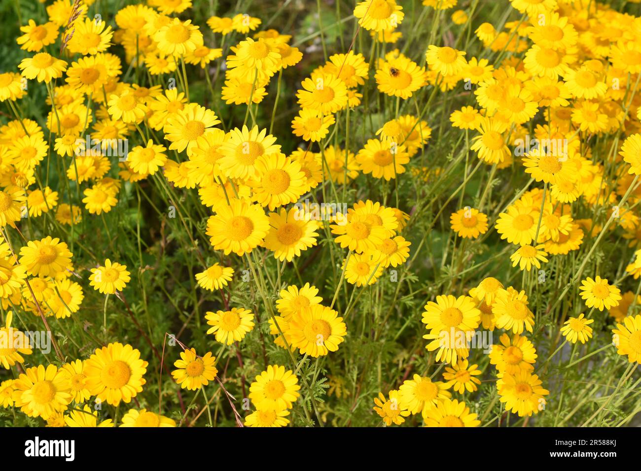 Big wildflower field of golden marguerite Anthemis tinctoria Stock ...