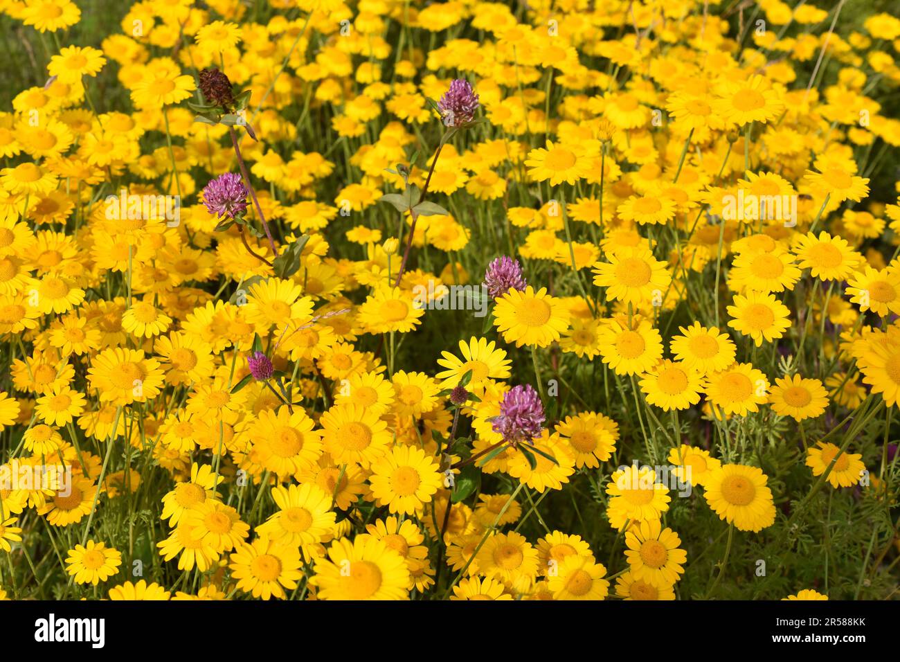 Big field of golden marguerite Anthemis tinctoria with red clover in ...