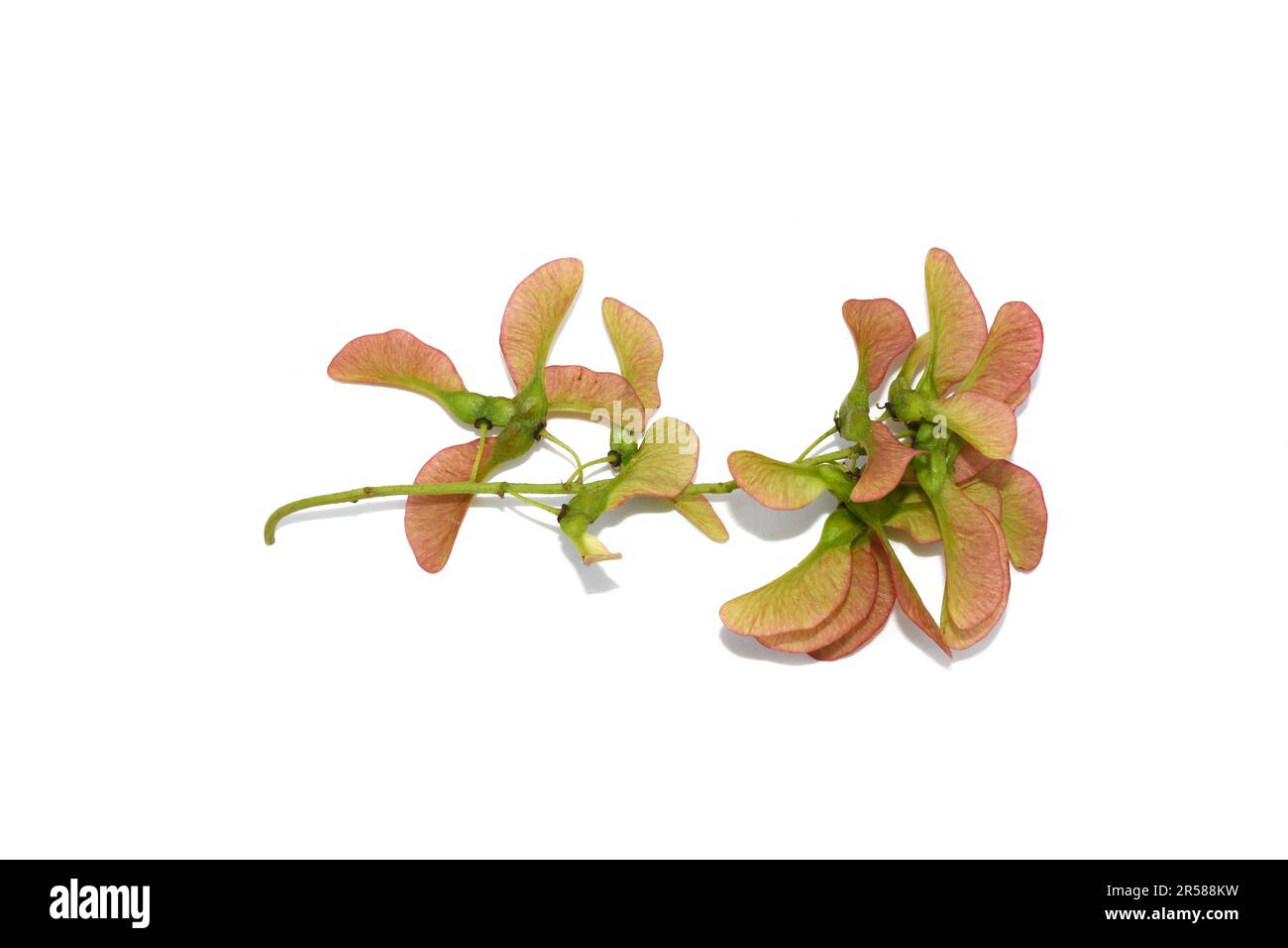 Seed from maple tree branch on white background Stock Photo - Alamy