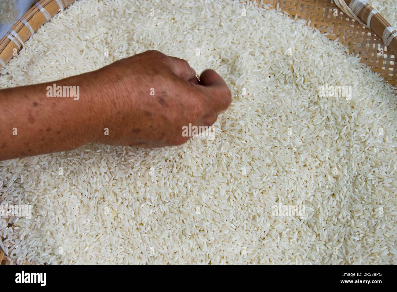 Rice. Mekong delta. Vietnam Stock Photo - Alamy