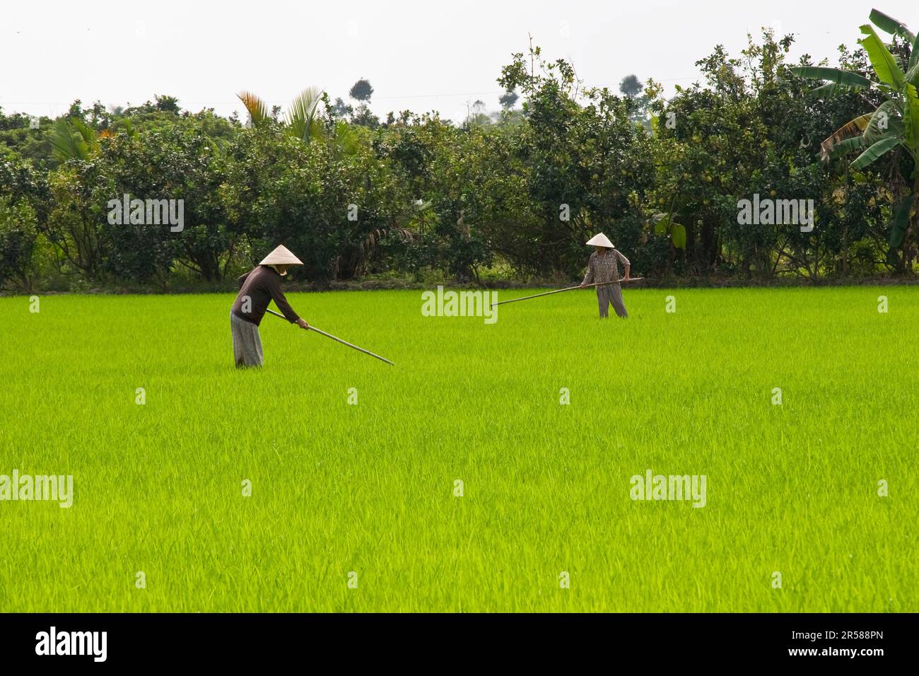 Rice field. Mekong delta. Vietnam Stock Photo - Alamy