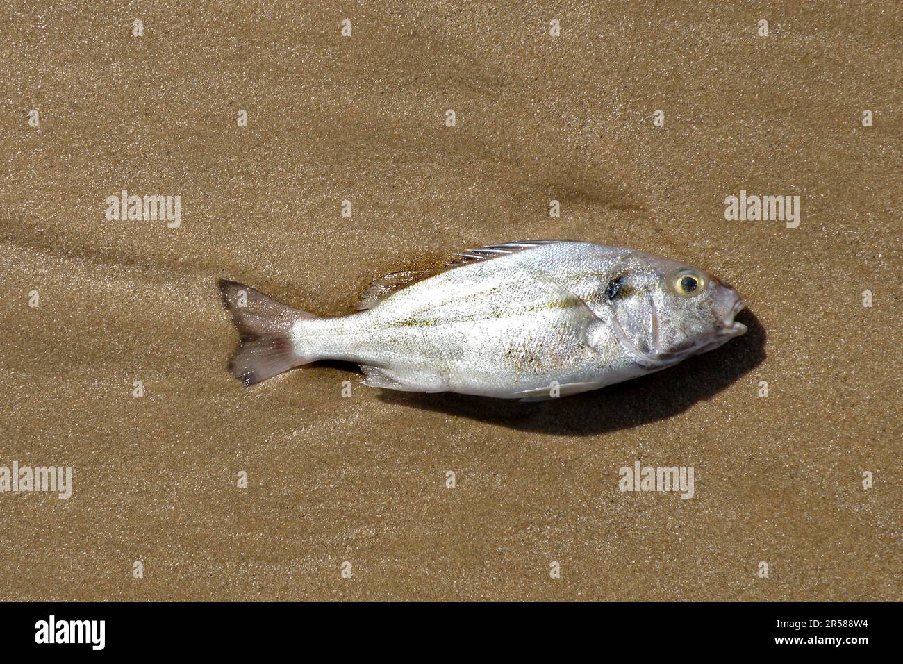 Fish on the beach. Sultanate of Oman Stock Photo - Alamy