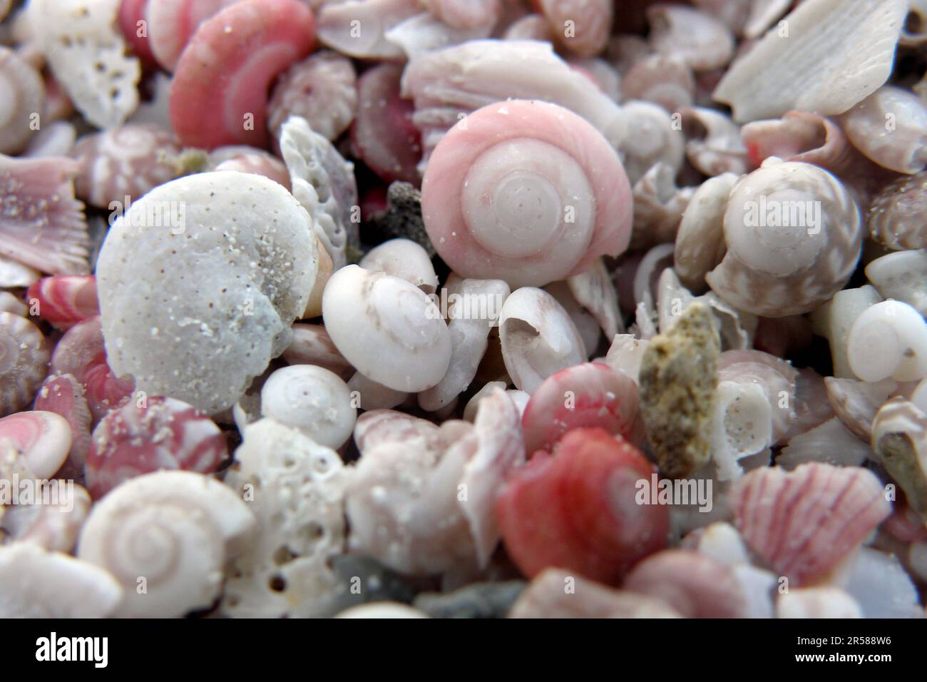 Arabian shell hi-res stock photography and images - Alamy