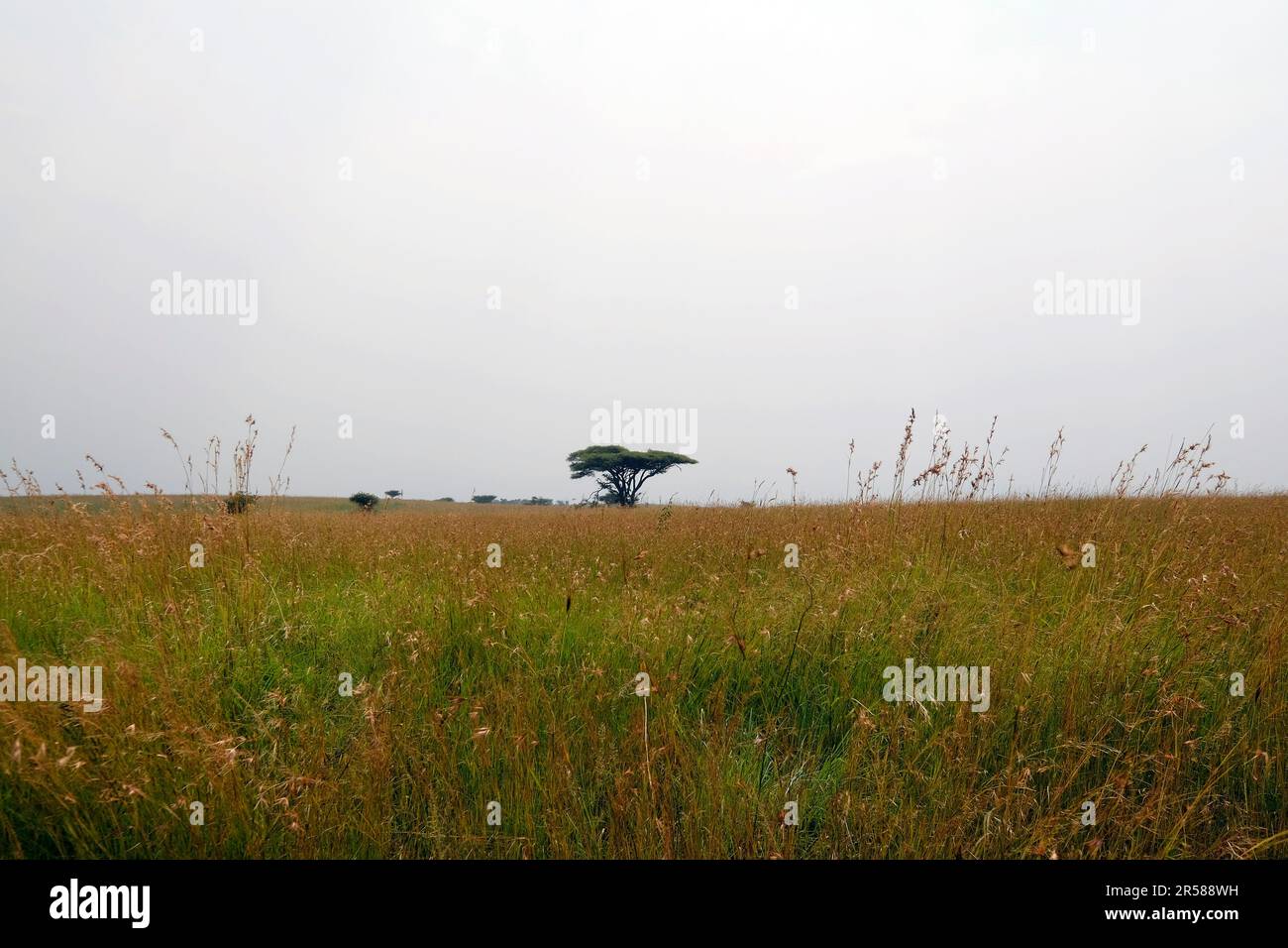 Rwanda. Akagera National Park Stock Photo - Alamy