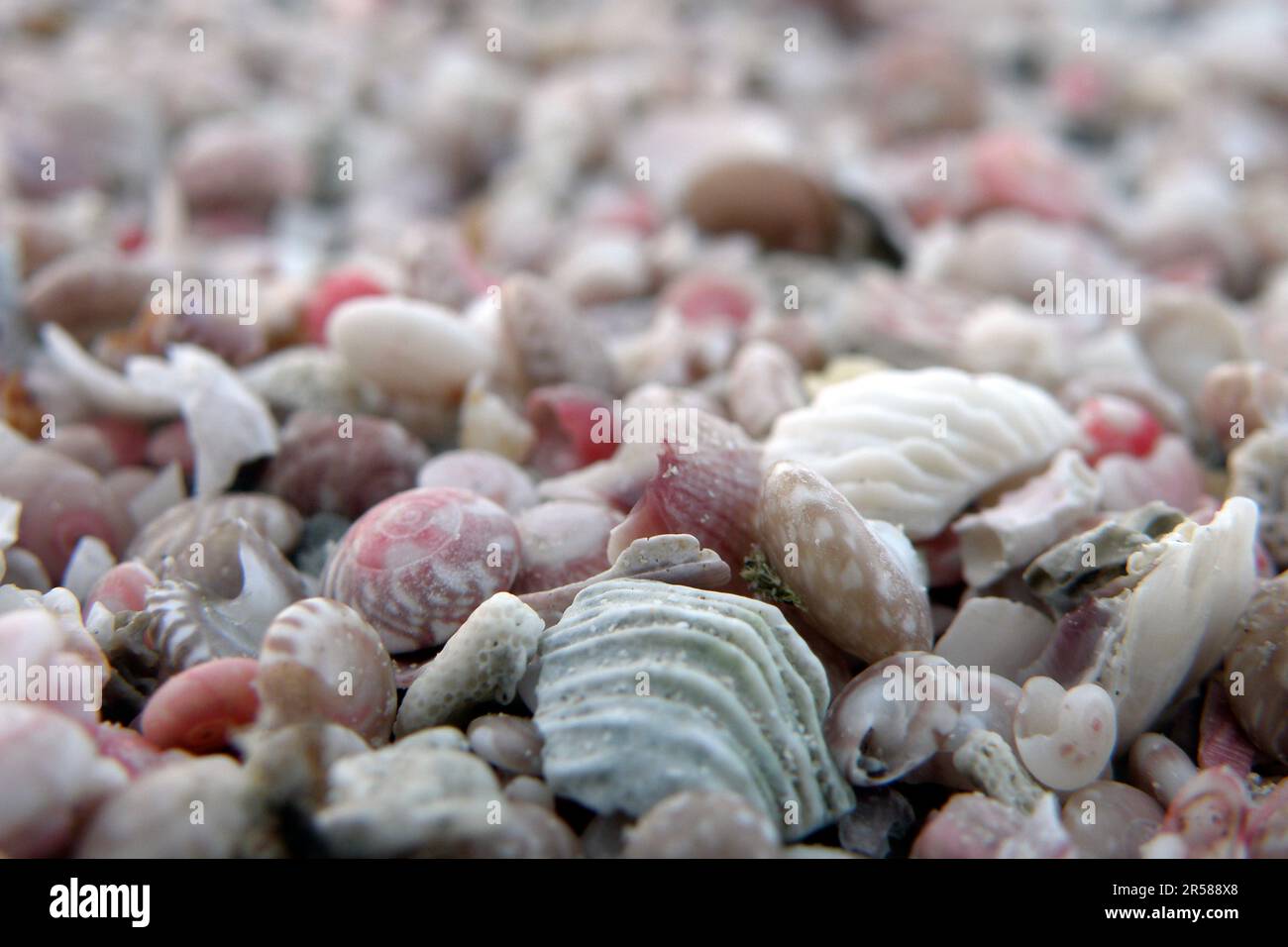 Shells. Kalhuf bay. Sultanate of Oman Stock Photo - Alamy