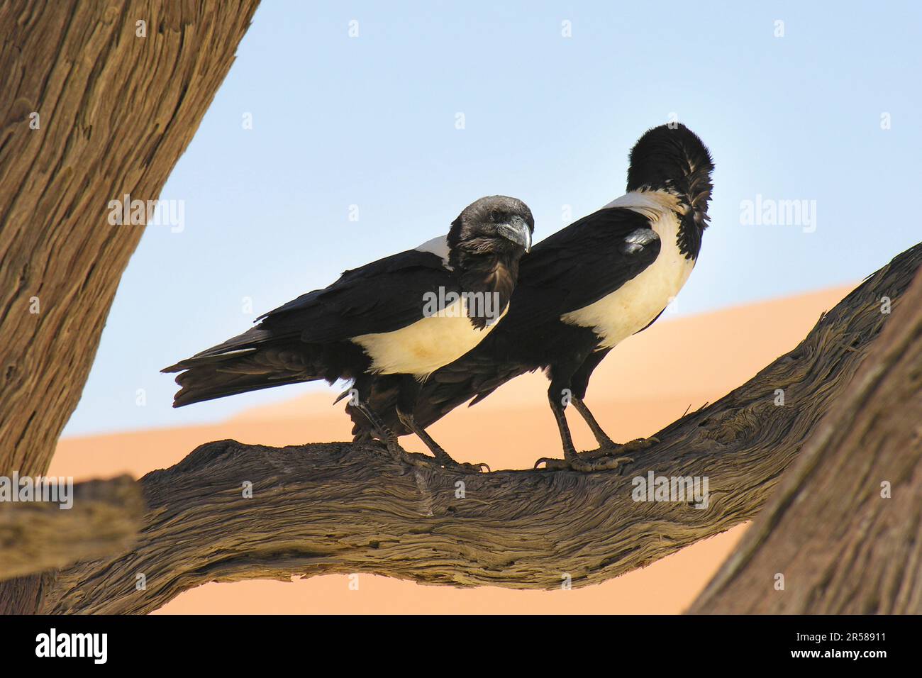 Birds. Namib desert. Namibia Stock Photo - Alamy