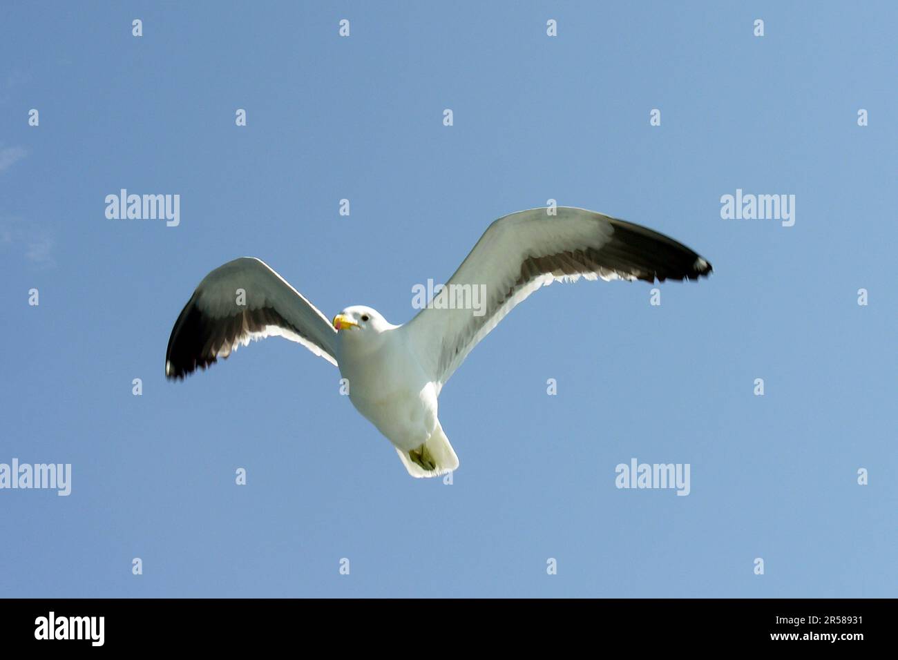 African gull hi-res stock photography and images - Alamy