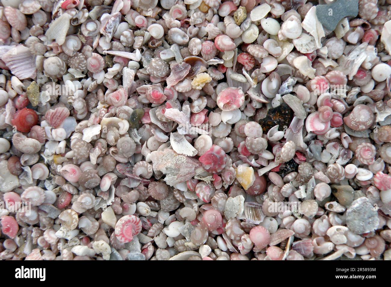 Shells. Kalhuf bay. Sultanate of Oman Stock Photo - Alamy