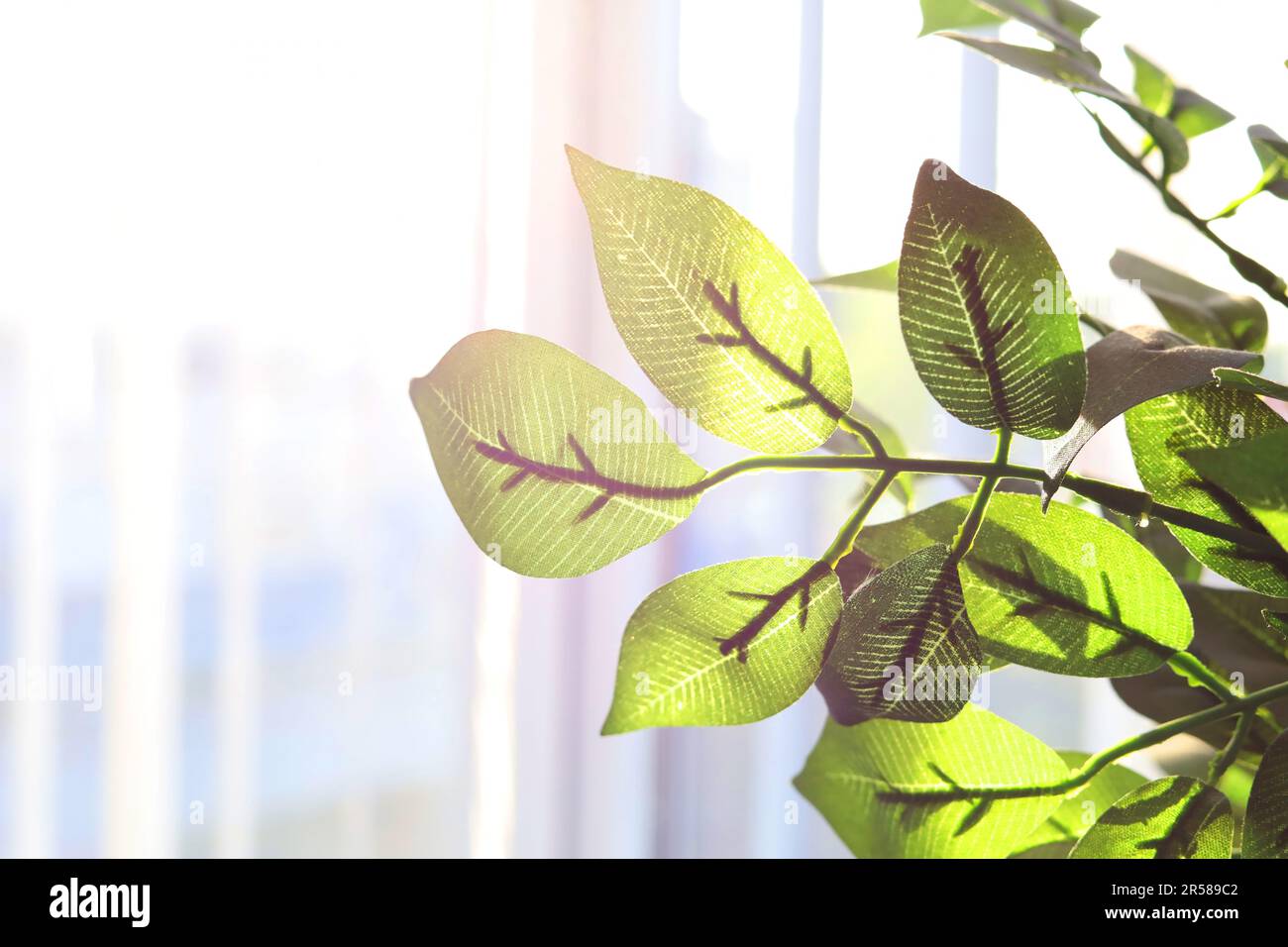 Nature of green leaf in garden at summer. Natural green leaves plants ...