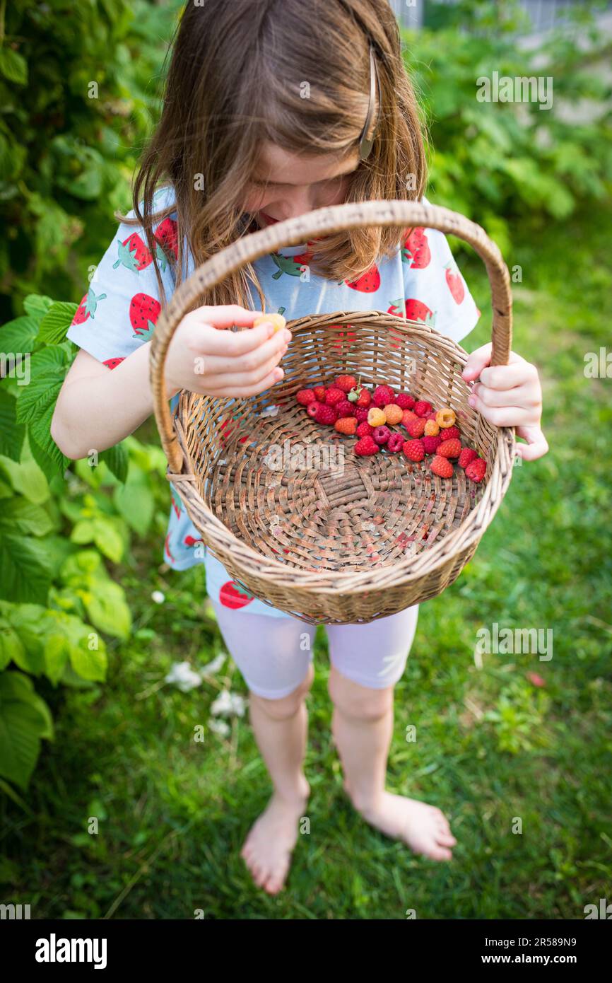Caucasian Child girl, barefoot, with a basket of raspberries picked ...