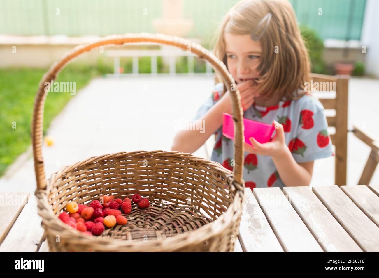 Caucasian Child girl eating berries from a basket of raspberries in ...