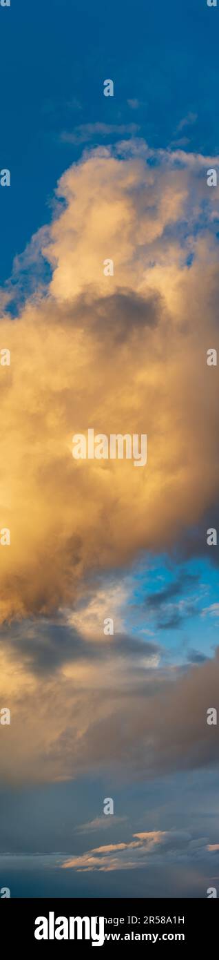 golden clouds after sunset on a dark blue sky, long vertical panorama ...