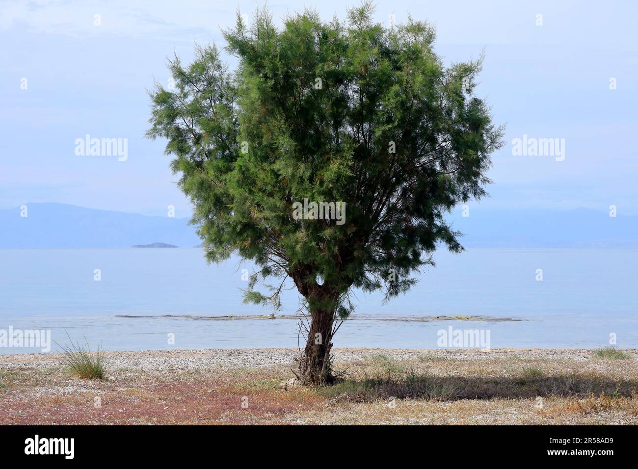 Agistri Island, Saronic Gulf, Greece. Taken May 2023 Stock Photo - Alamy