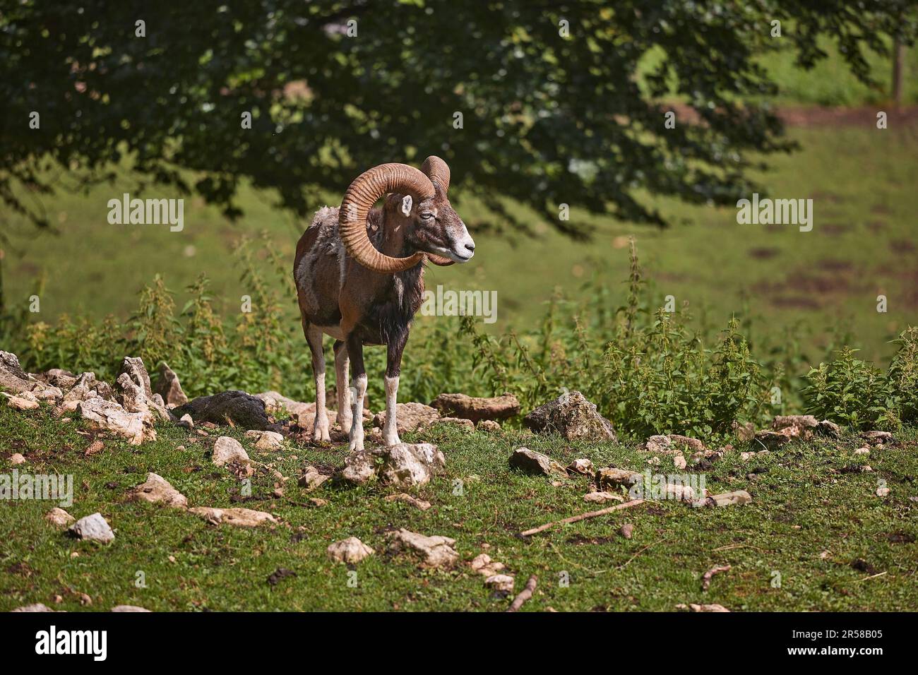 Mouflon hi-res stock photography and images - Alamy