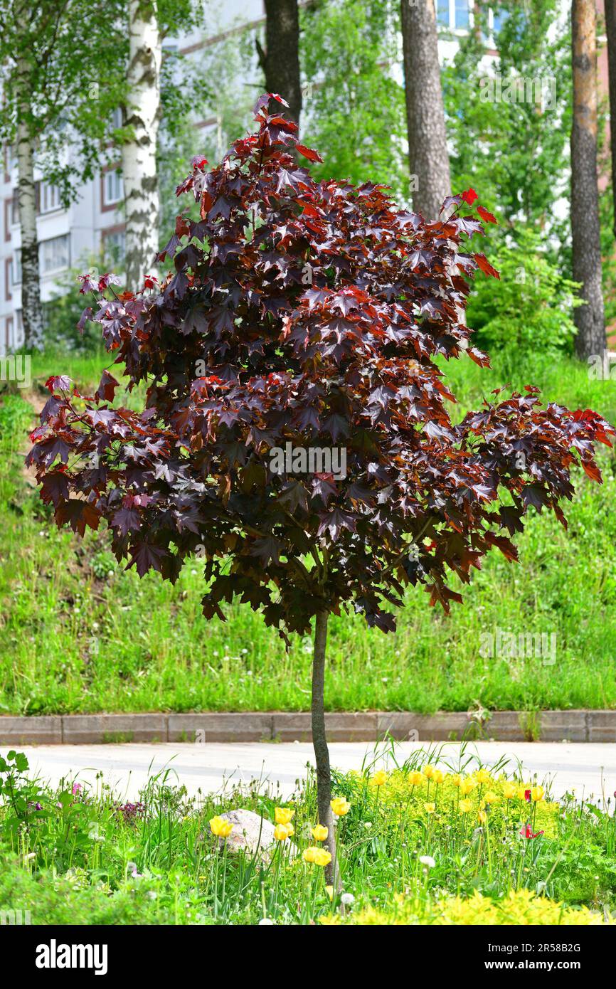 Acer platanoides is Norway Maple Royal red Stock Photo - Alamy