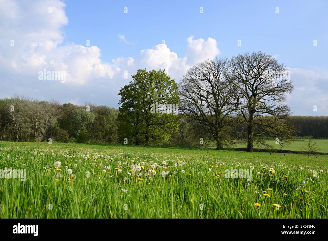 Sunlight forest trees belgium hi-res stock photography and images - Alamy
