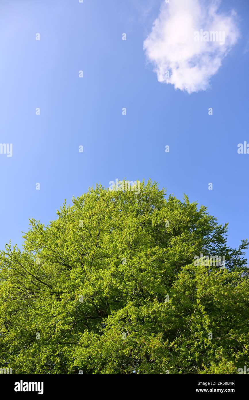 Green tree top and white cloud Stock Photo - Alamy