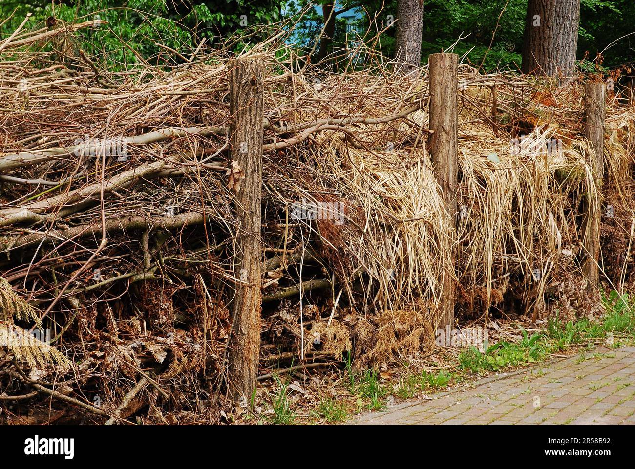 The collected dry and old trees and branches are stored. Cleaning the ...