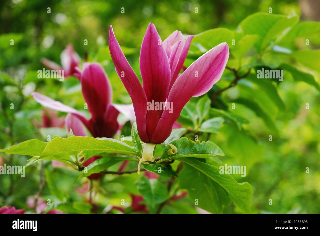 Magnolia liliiflora is a tree known as mulan magnolia, purple magnolia ...
