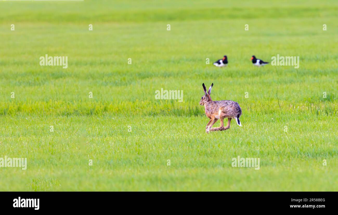 Four Legged Animals Running
