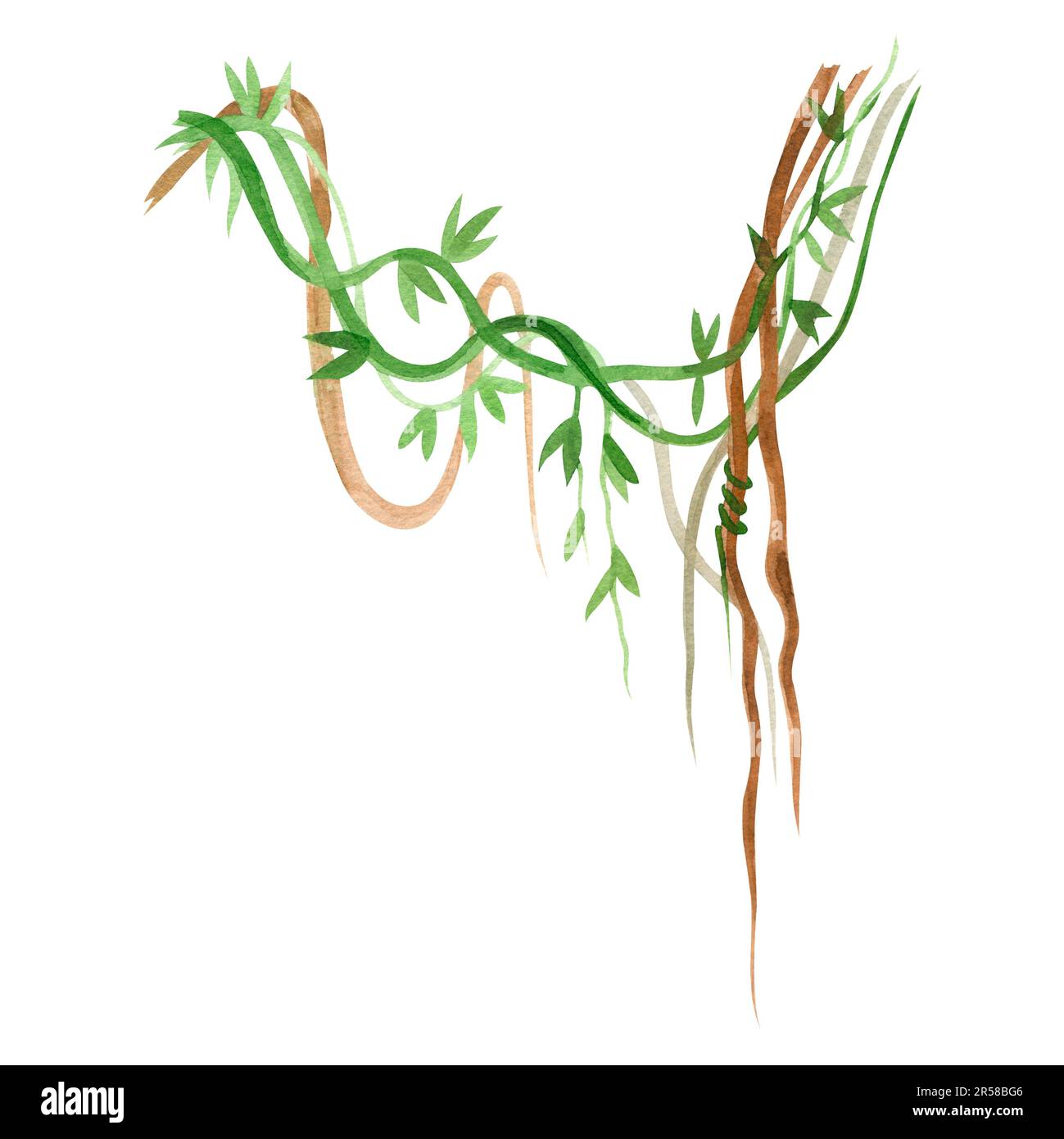 Jungle creepers hand drawn in green and brown watercolor on a white ...