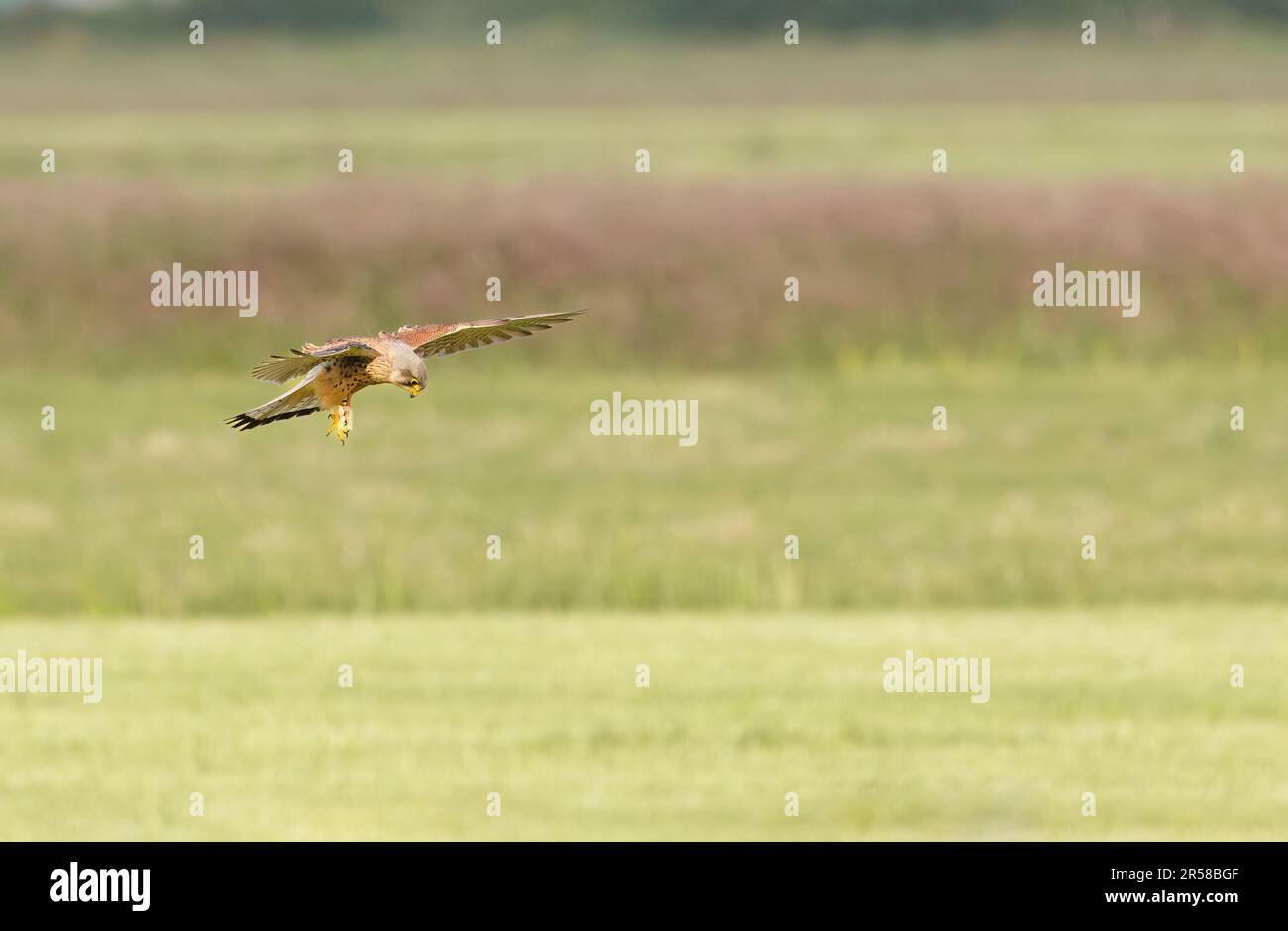Close up of a soaring and hunting Kestrel, Falco tinnunculus, in ...