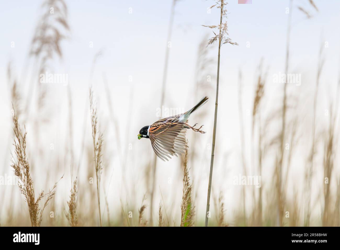 Close up of a male Reed Bunting, Emberiza schoeniclus, flying away from ...