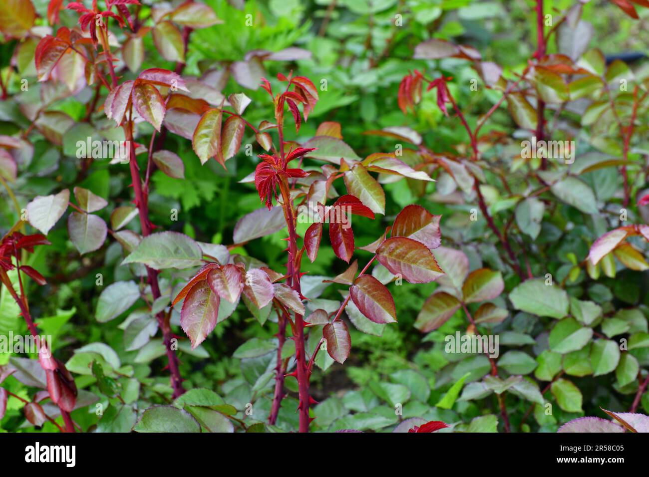 Rose shoots hi-res stock photography and images - Alamy