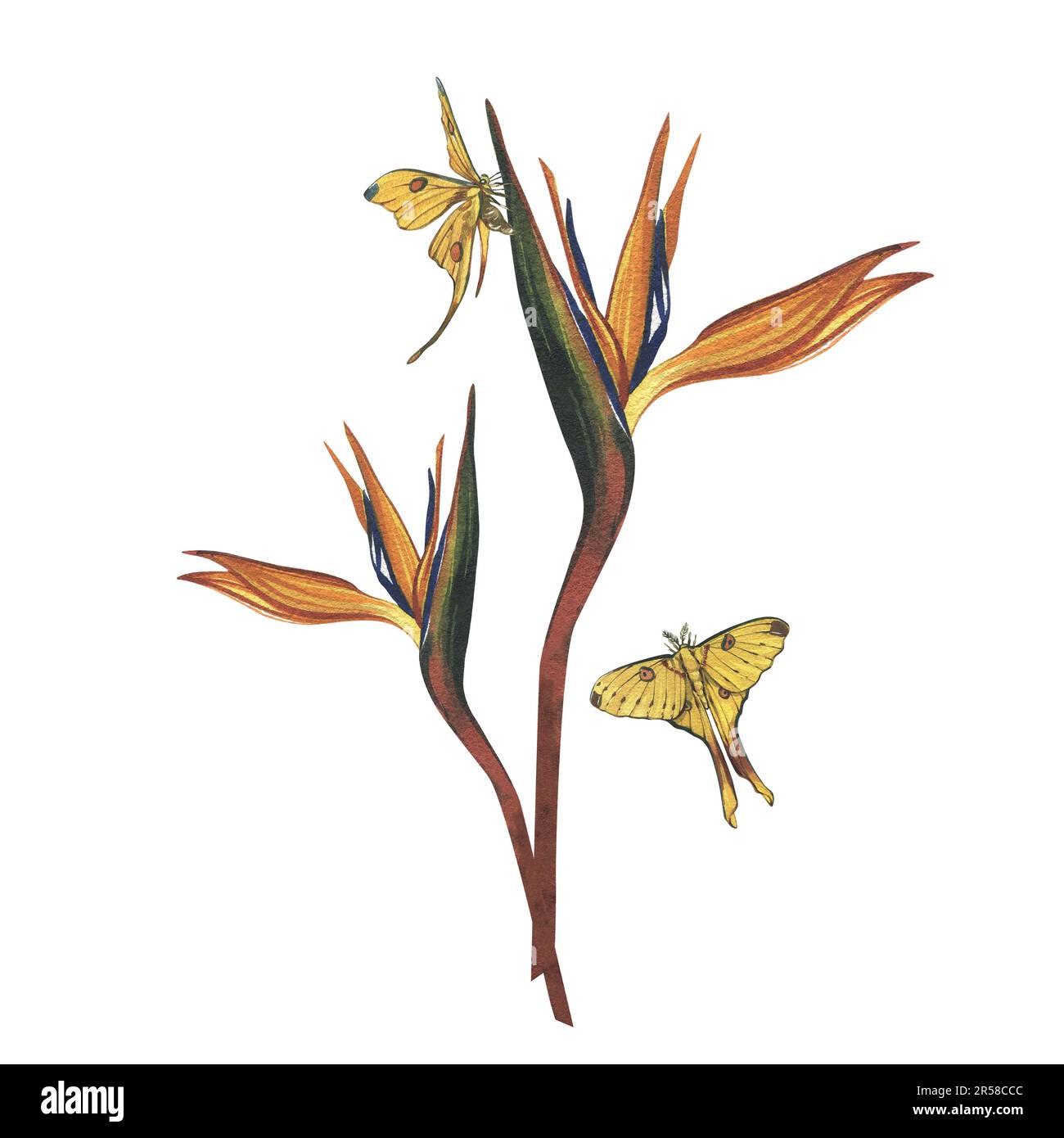 Yellow butterfly and flower strelitzia isolated on white background ...