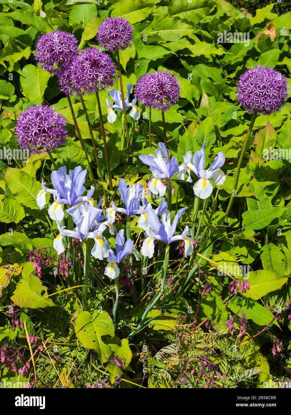 Early summer combination planting of hardy bulbs Allium 'Purple ...