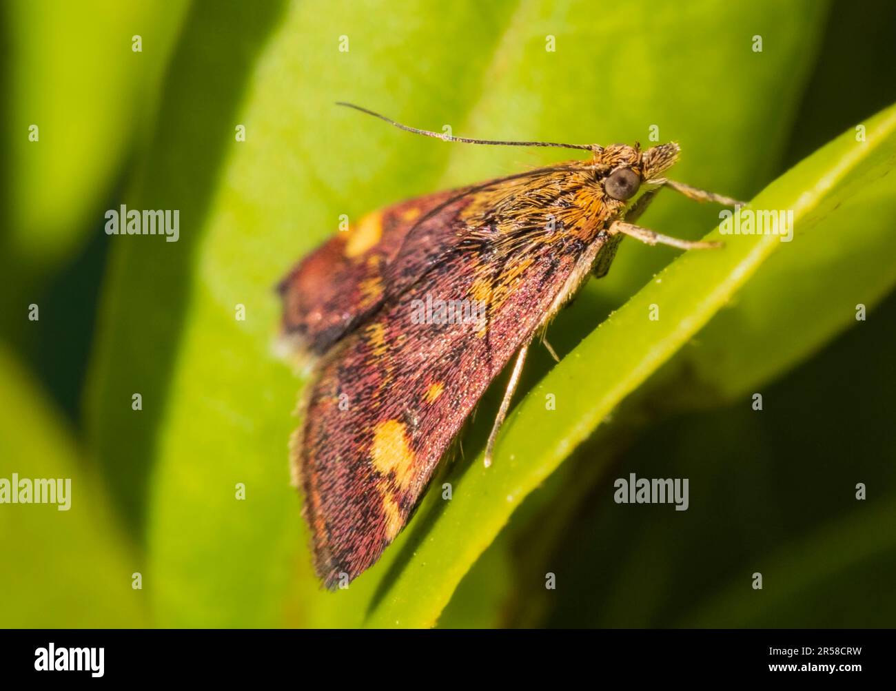 Red and gold scaled day flying mint moth, Pyrausta aurata, at rest in a ...