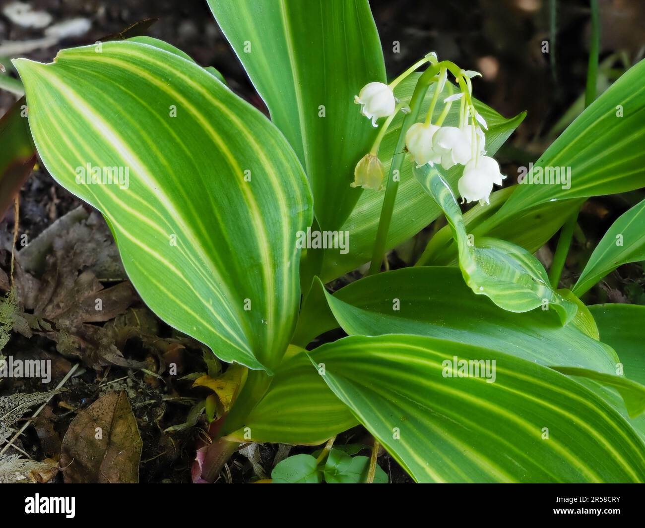 Convallaria majalis albostriata hi-res stock photography and images - Alamy