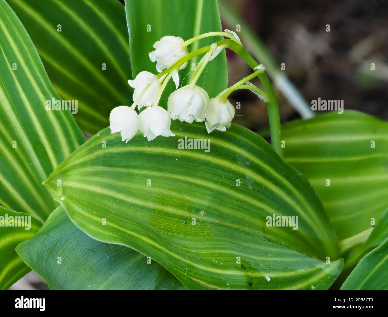 Convallaria majalis albostriata hi-res stock photography and images - Alamy
