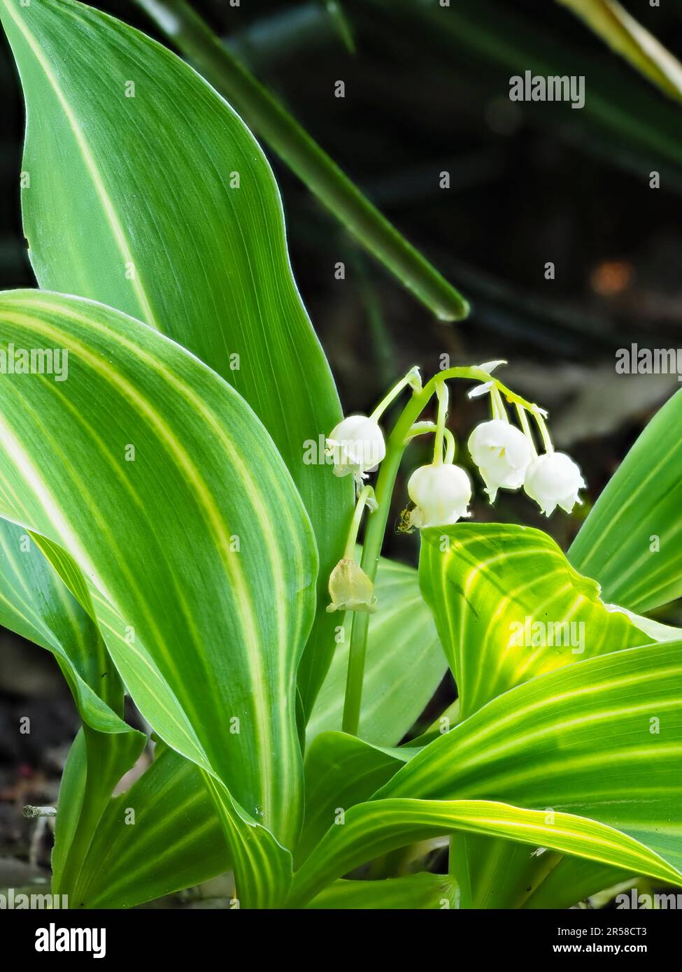 Scented white bell flowers and yellow striped variegated foliage of the ...