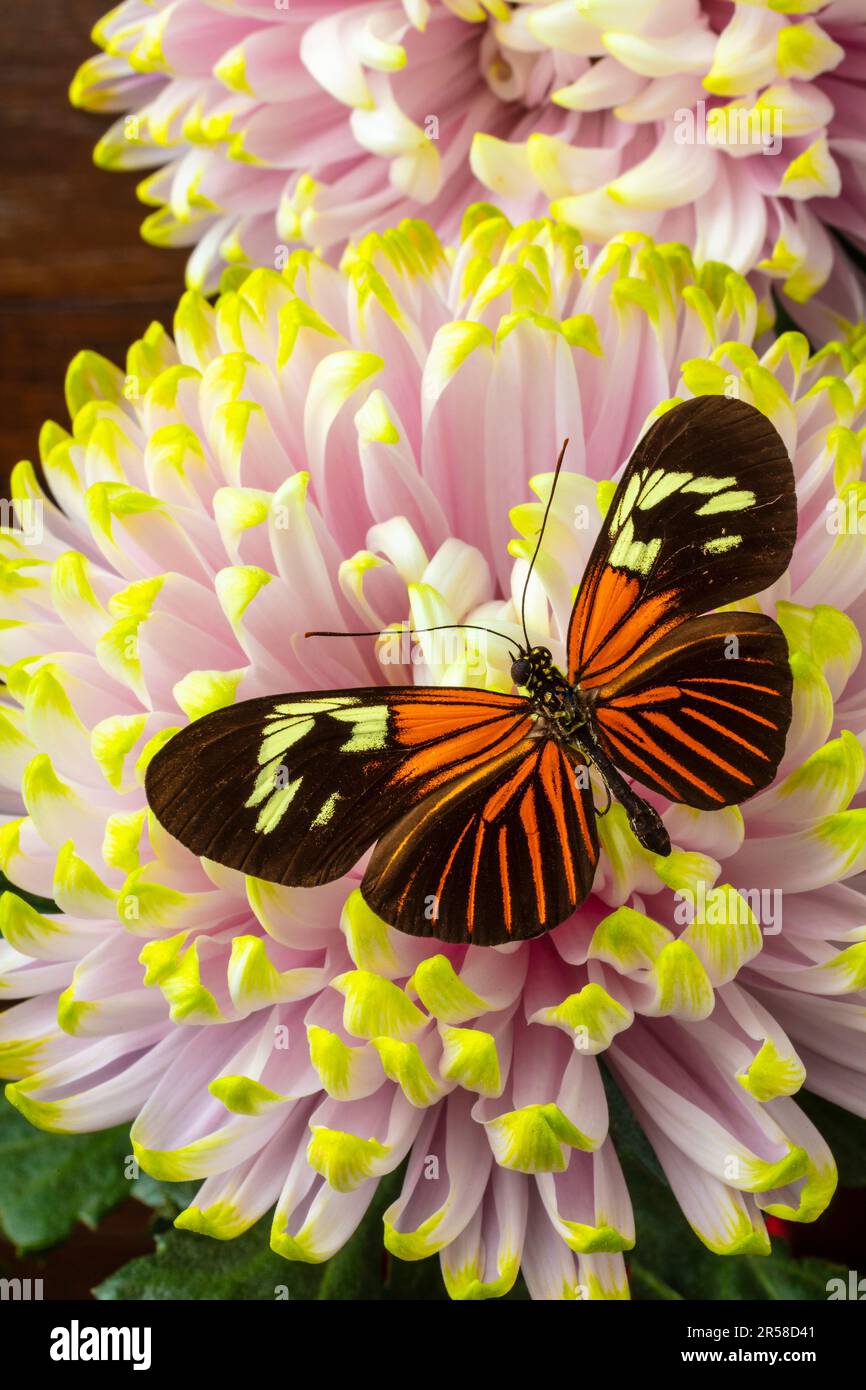 Wonderful Resting Butterfly On Fuji Mum Still life Stock Photo - Alamy