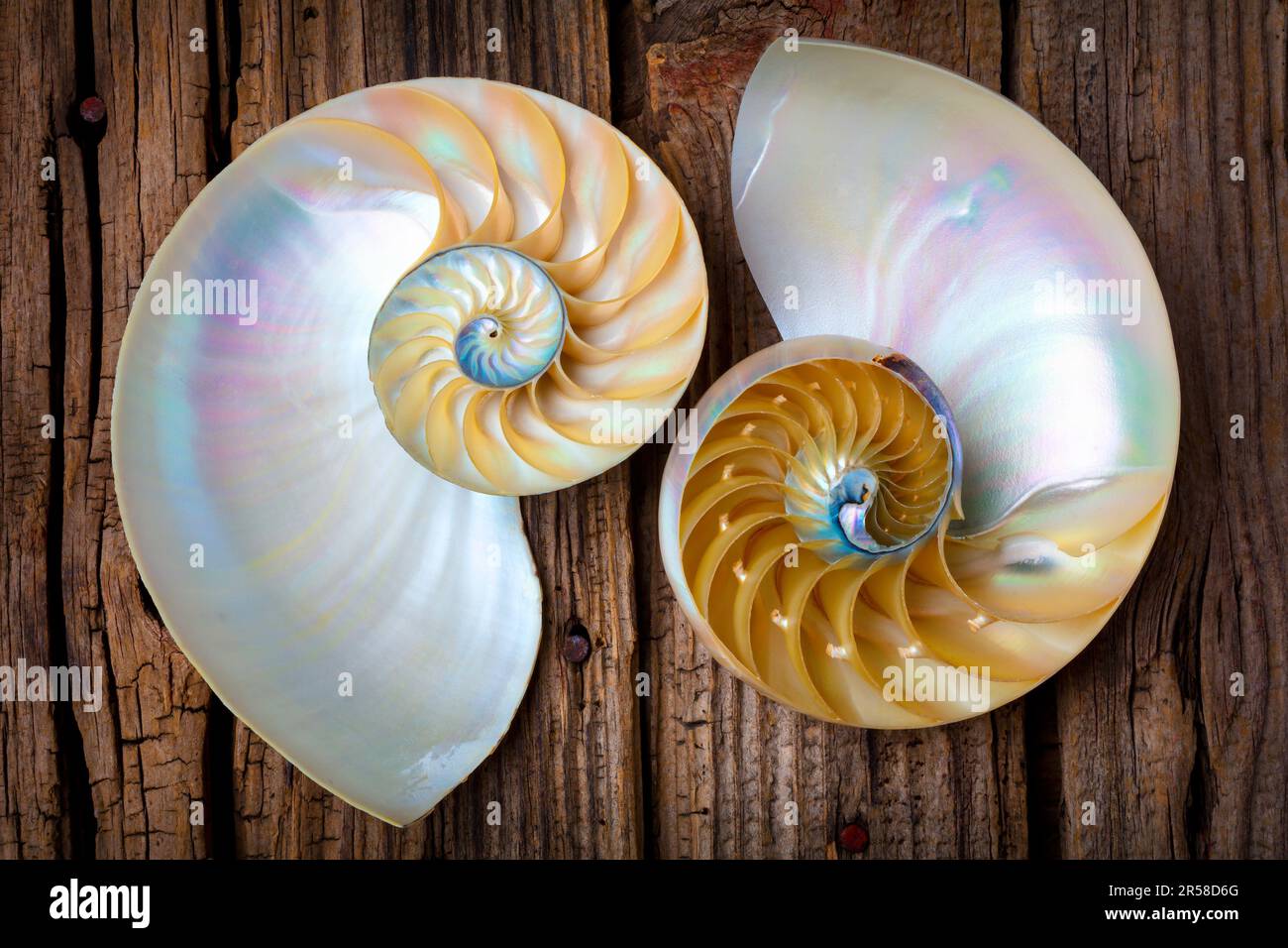 Two Chambered Natutilus Shells On Wooden Boards Still Life Stock Photo ...