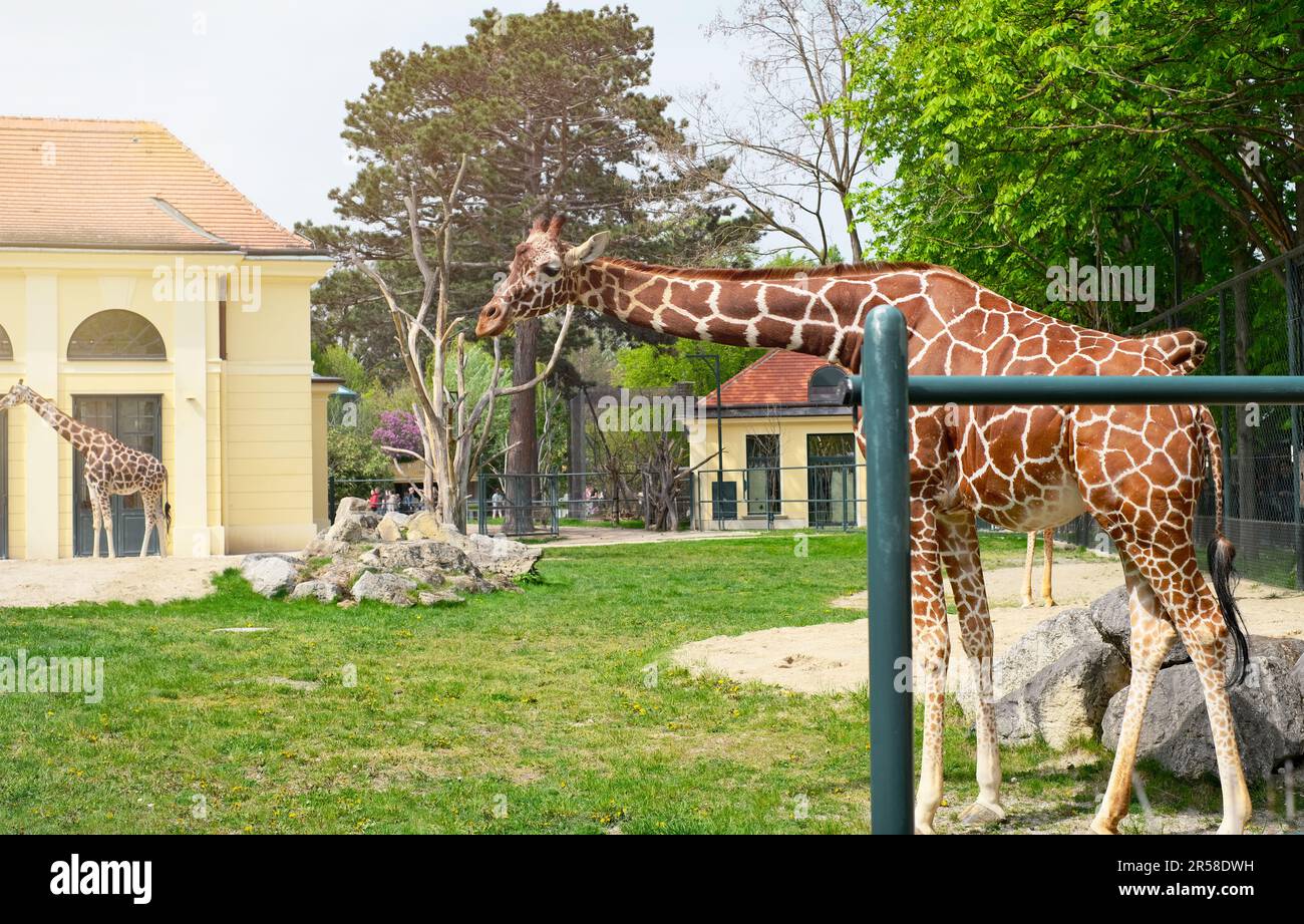 Photography of a giraffe at the zoo in Vienna on a clear day Stock ...