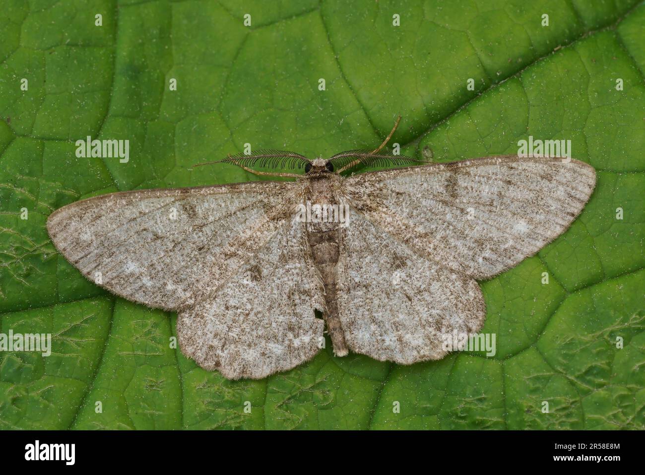 Natural closeup on the Pale Oak Beauty geometer moth, with spread wings ...