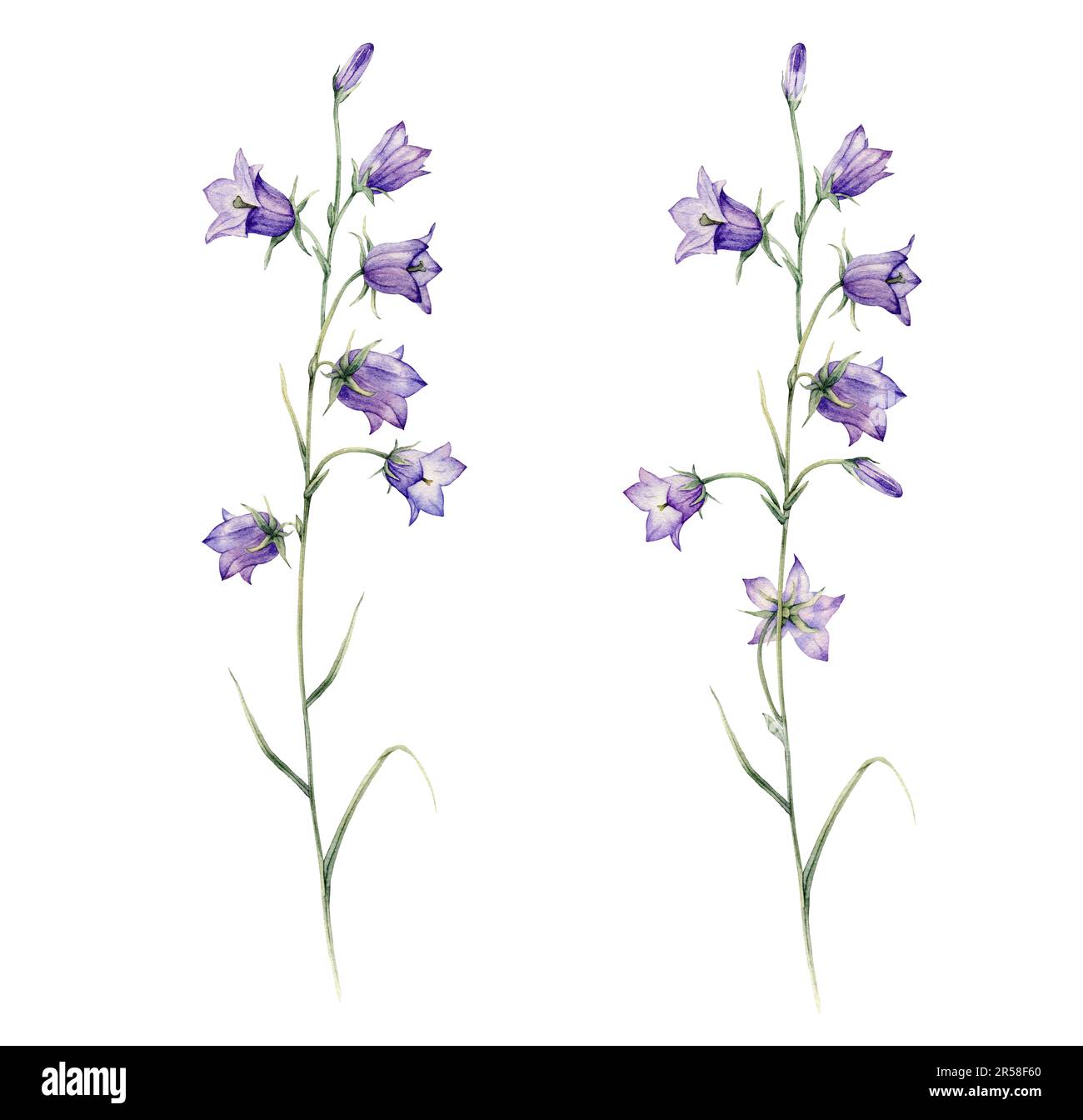 Close-up of blue spreading bellflower flowers. Campanula patula, little ...