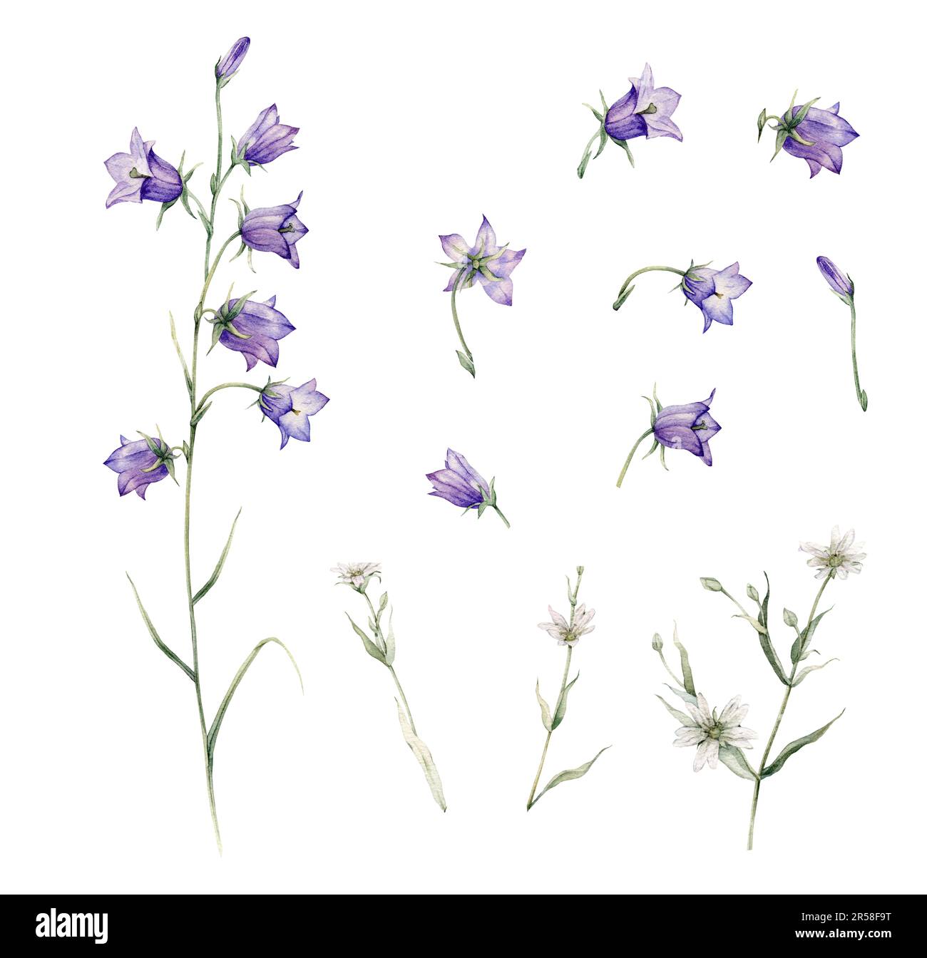 Close-up of blue spreading bellflower flowers. Campanula patula, little ...