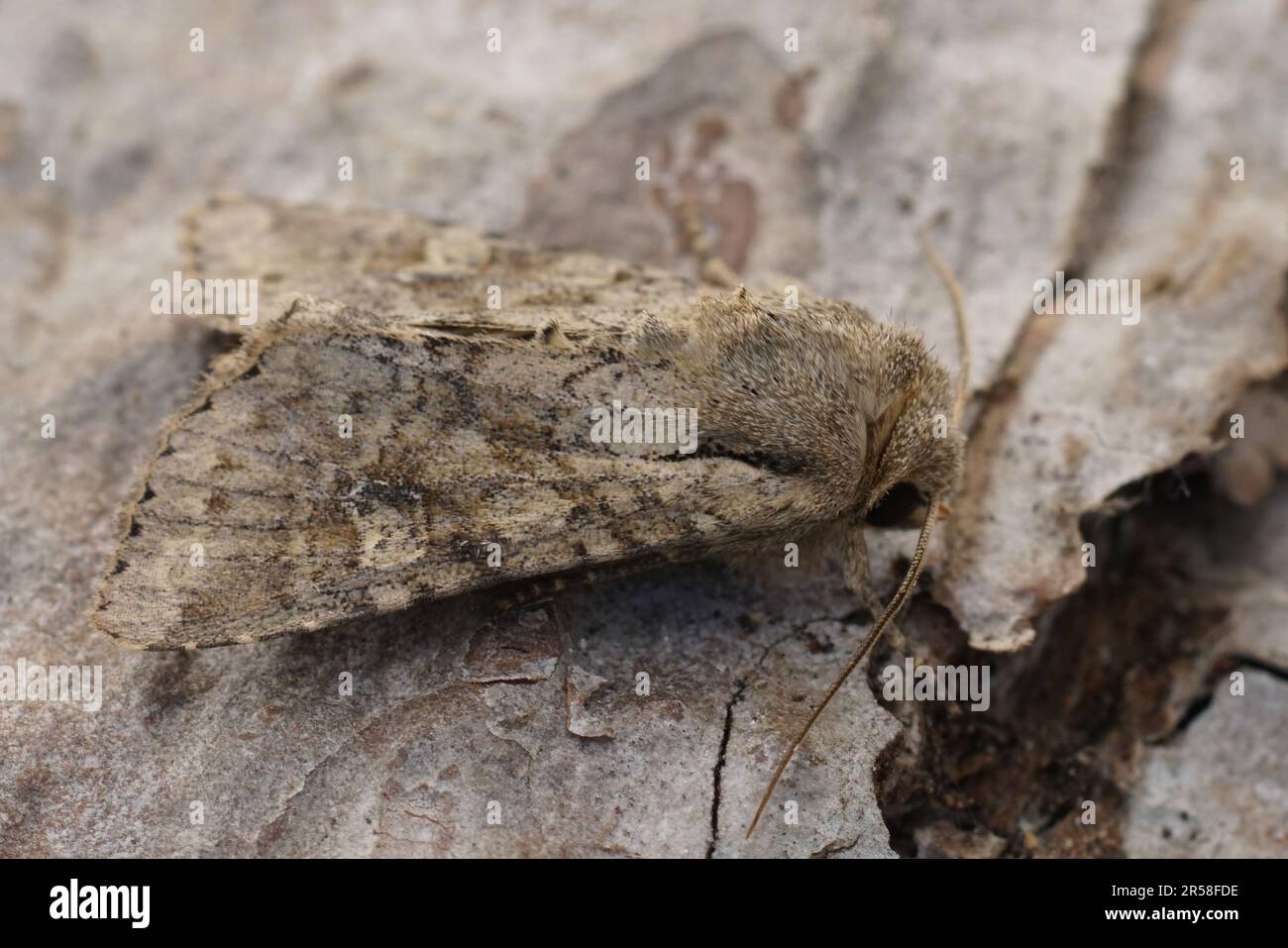 Rustic shoulder knot moth hi-res stock photography and images - Alamy