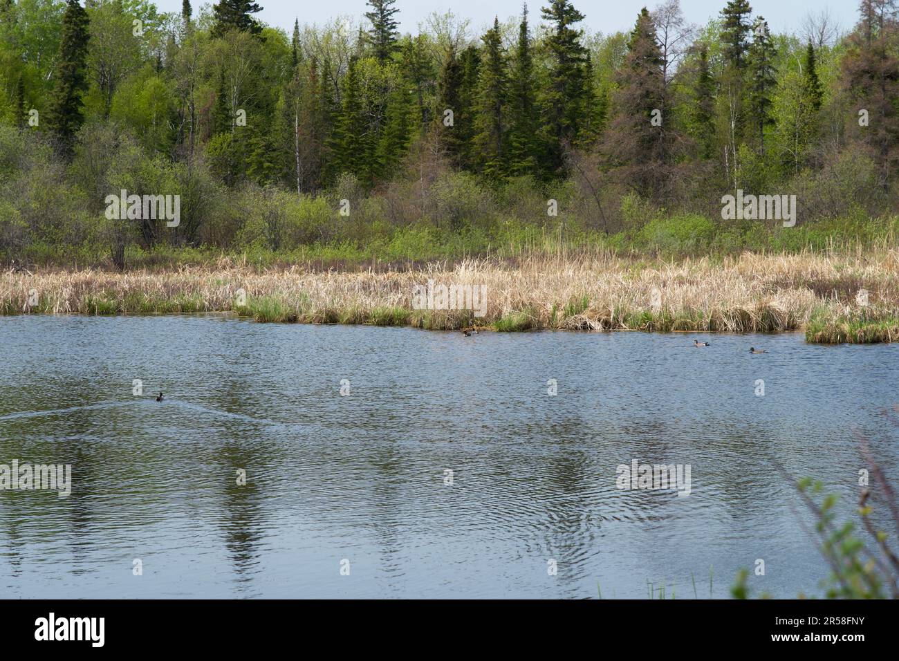 Duck swimming through wetland in Pine Dock, Manitoba, Canada Stock ...