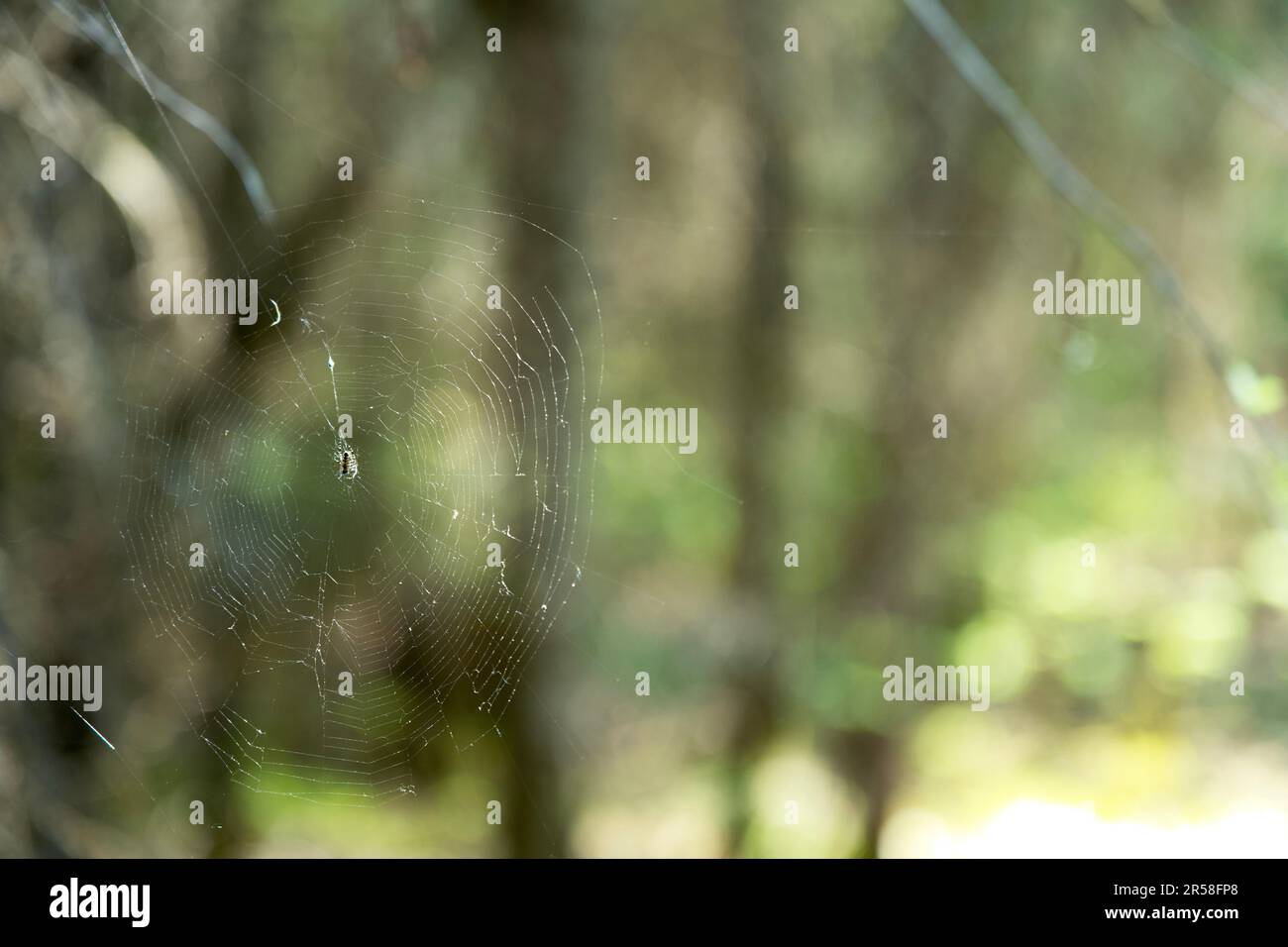 Dock spider hi-res stock photography and images - Alamy