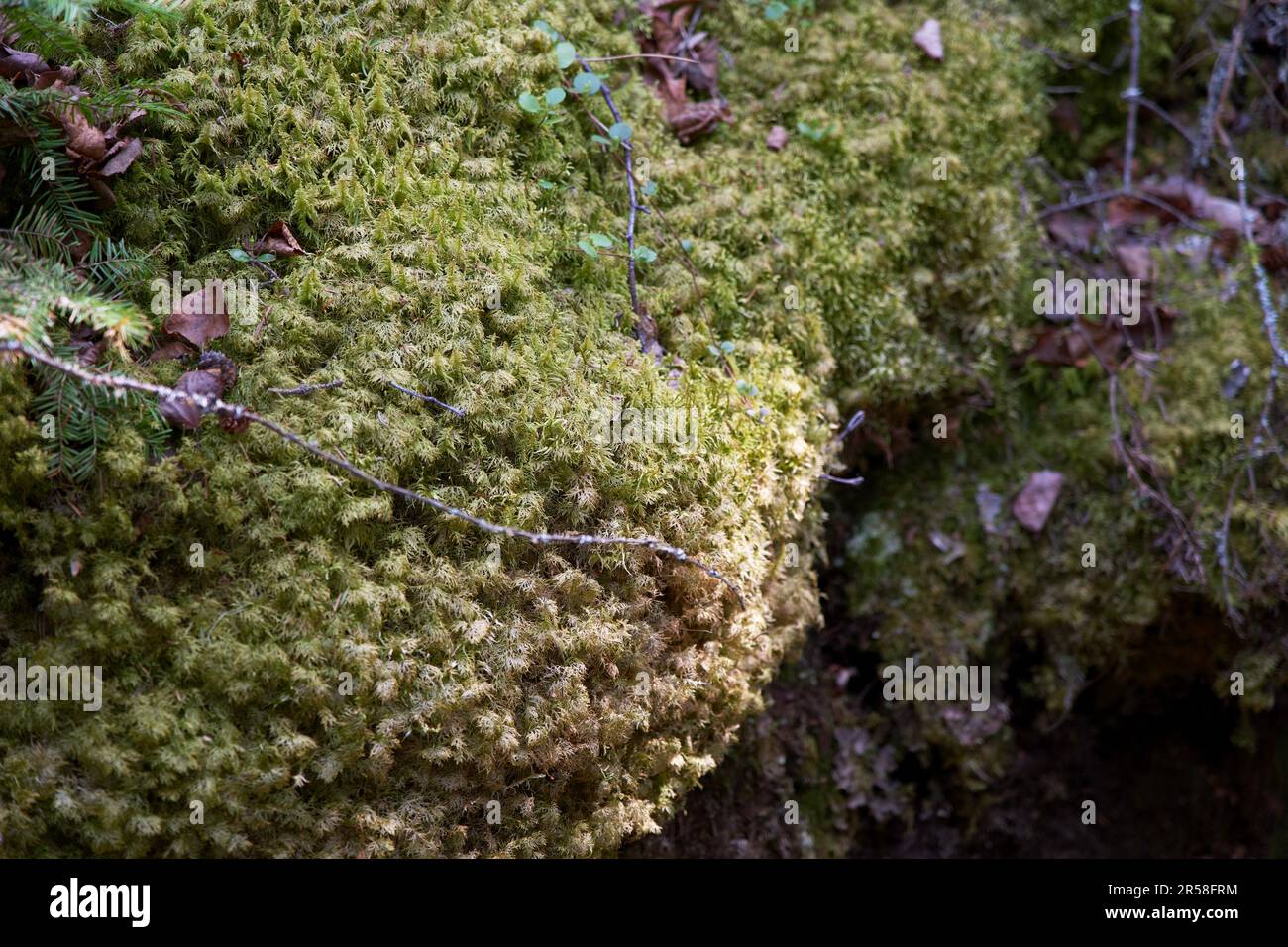 Moss growth on limestone cave in Pine Dock, Manitoba, Canada Stock ...