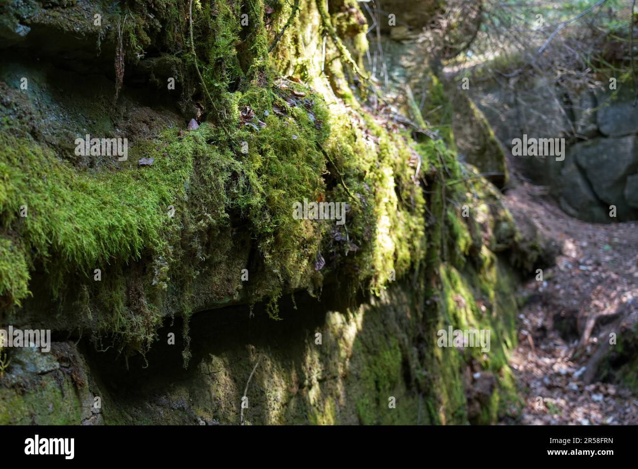Moss growth on limestone cave in Pine Dock, Manitoba, Canada Stock ...