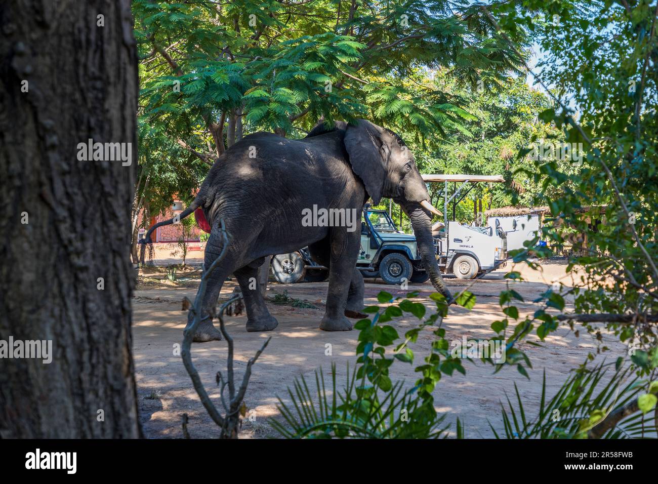 Where the bank is not steep, the elephants from Liwonde National Park ...